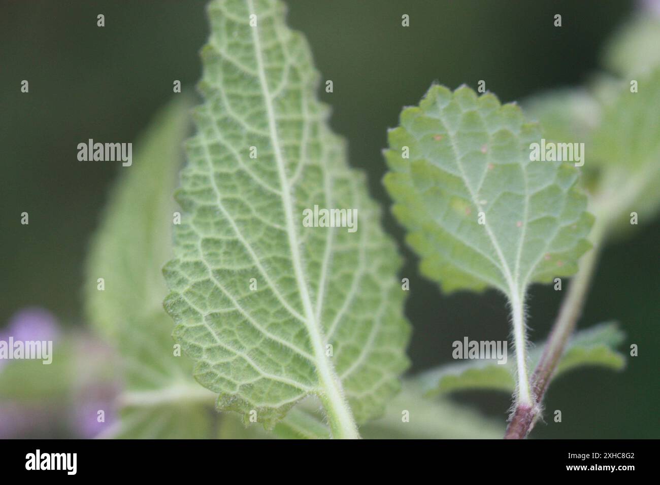 Rough Hedgenettle (Stachys rigida) devil's slide pacifica Stock Photo ...