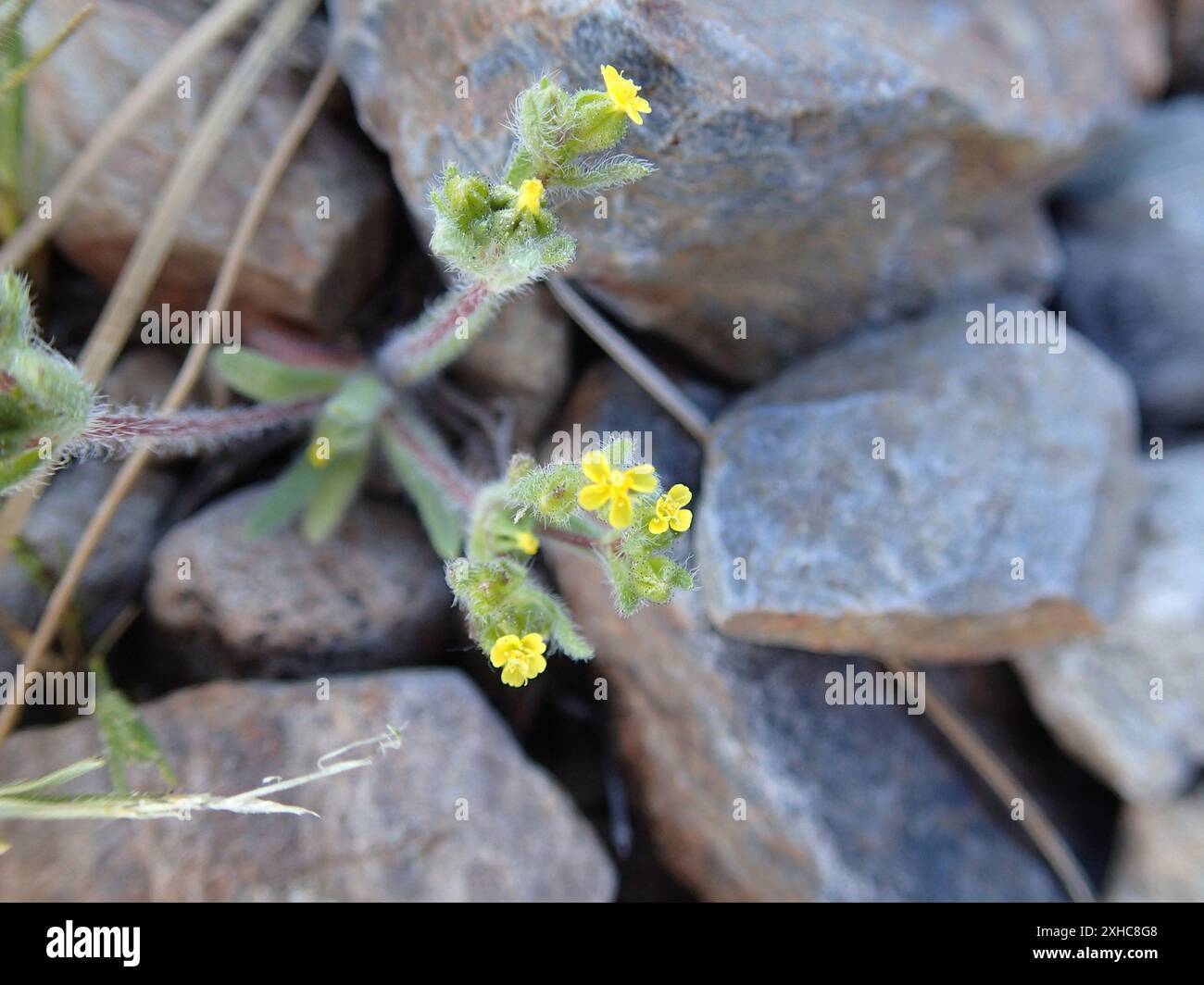 Opposite-leaved Tarweed (Hemizonella minima) Point Mariah Stock Photo ...