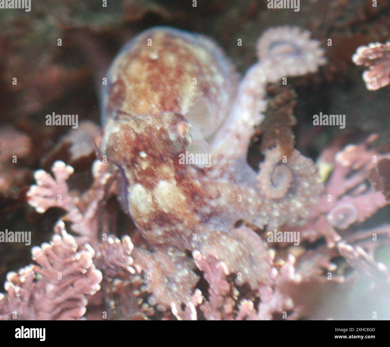 Red octopus octopus rubescens hi-res stock photography and images - Alamy