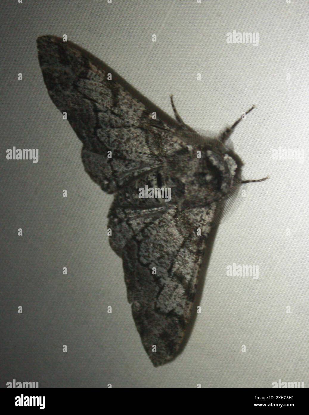 Sagehen creek hi-res stock photography and images - Alamy