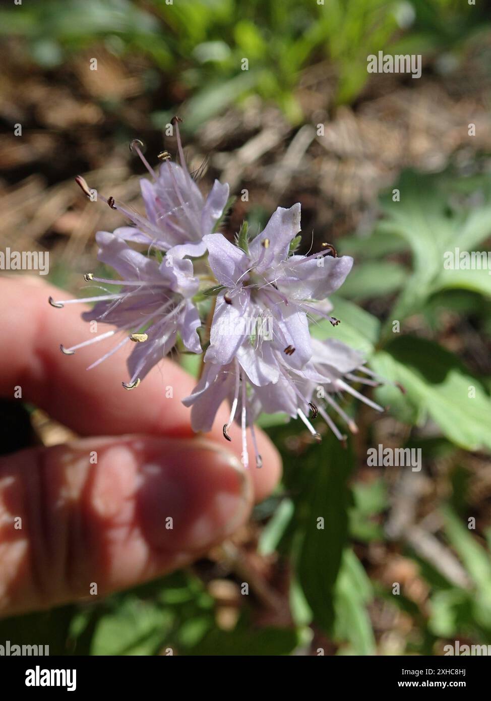 Western waterleaf hi-res stock photography and images - Alamy
