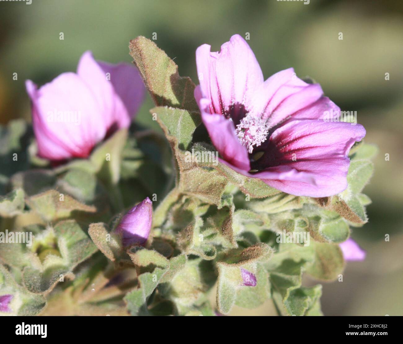 Tree Mallow (Malva arborea) mori point Stock Photo - Alamy
