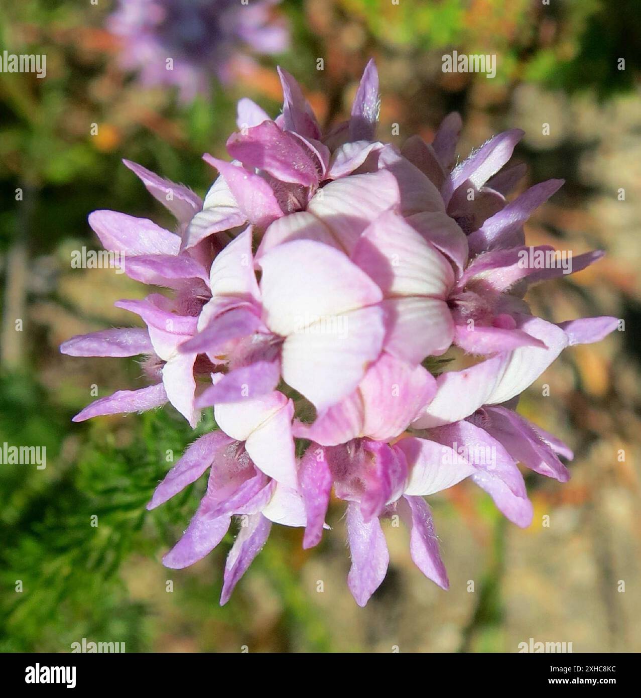 Klein drakenstein hi-res stock photography and images - Alamy