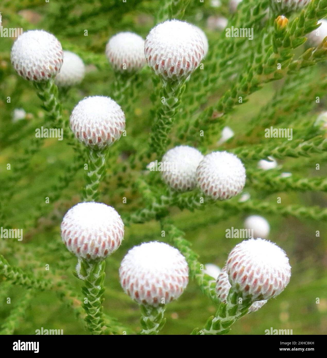 Cone Stompie (Brunia noduliflora) Elandsriver Hike in Dutoitskloof ...