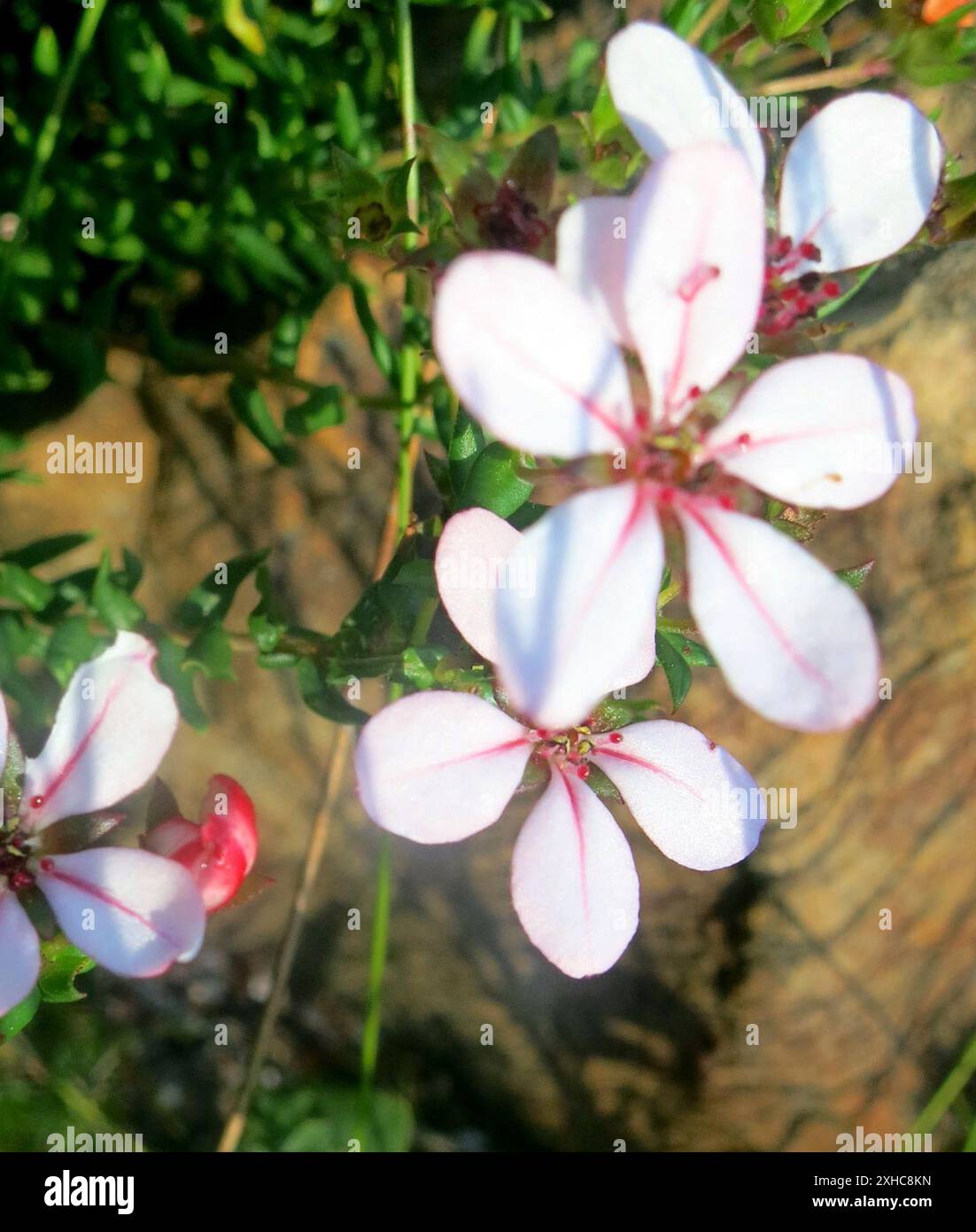 Klein drakenstein hi-res stock photography and images - Alamy