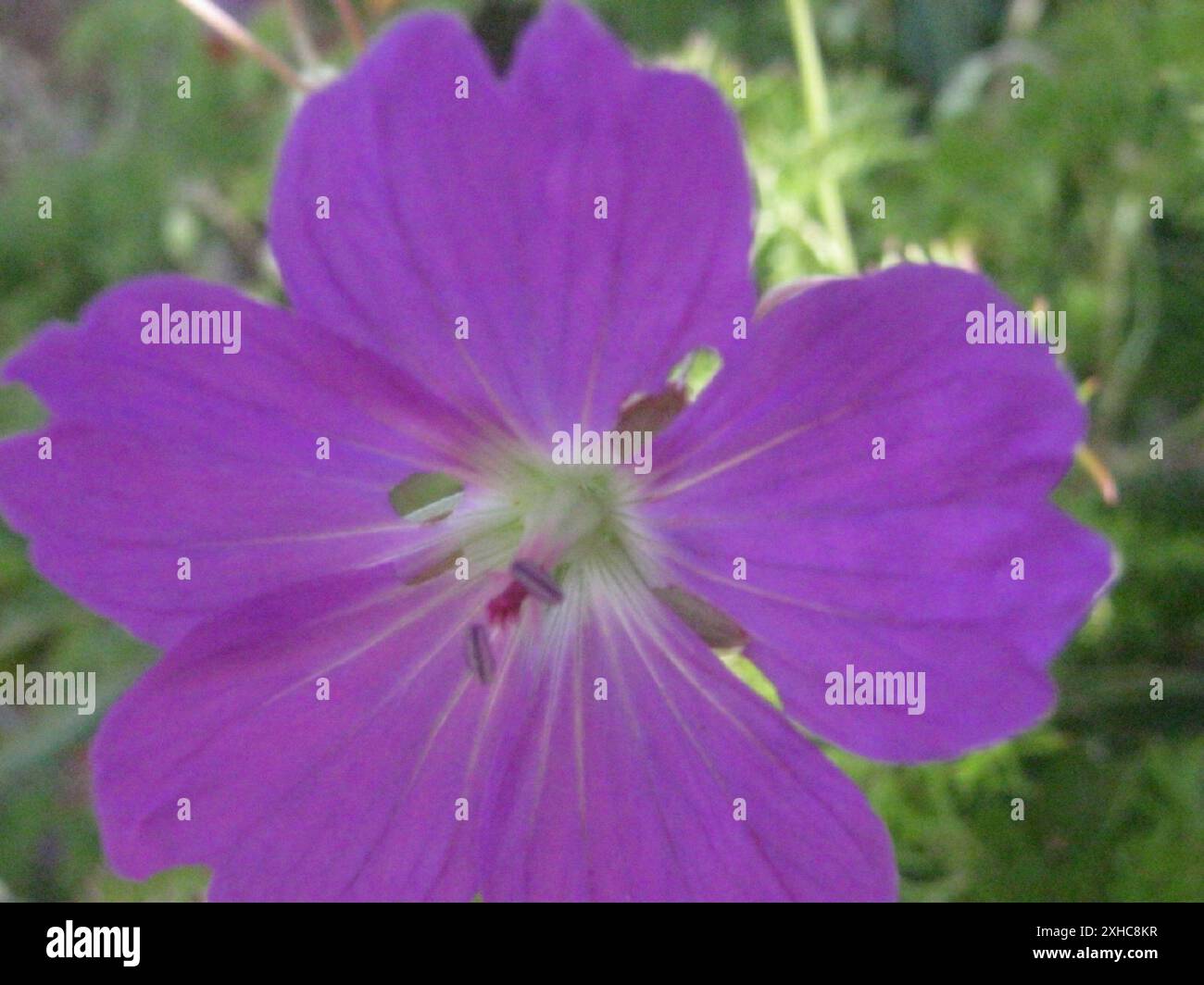 Geranium incanum hi-res stock photography and images - Alamy