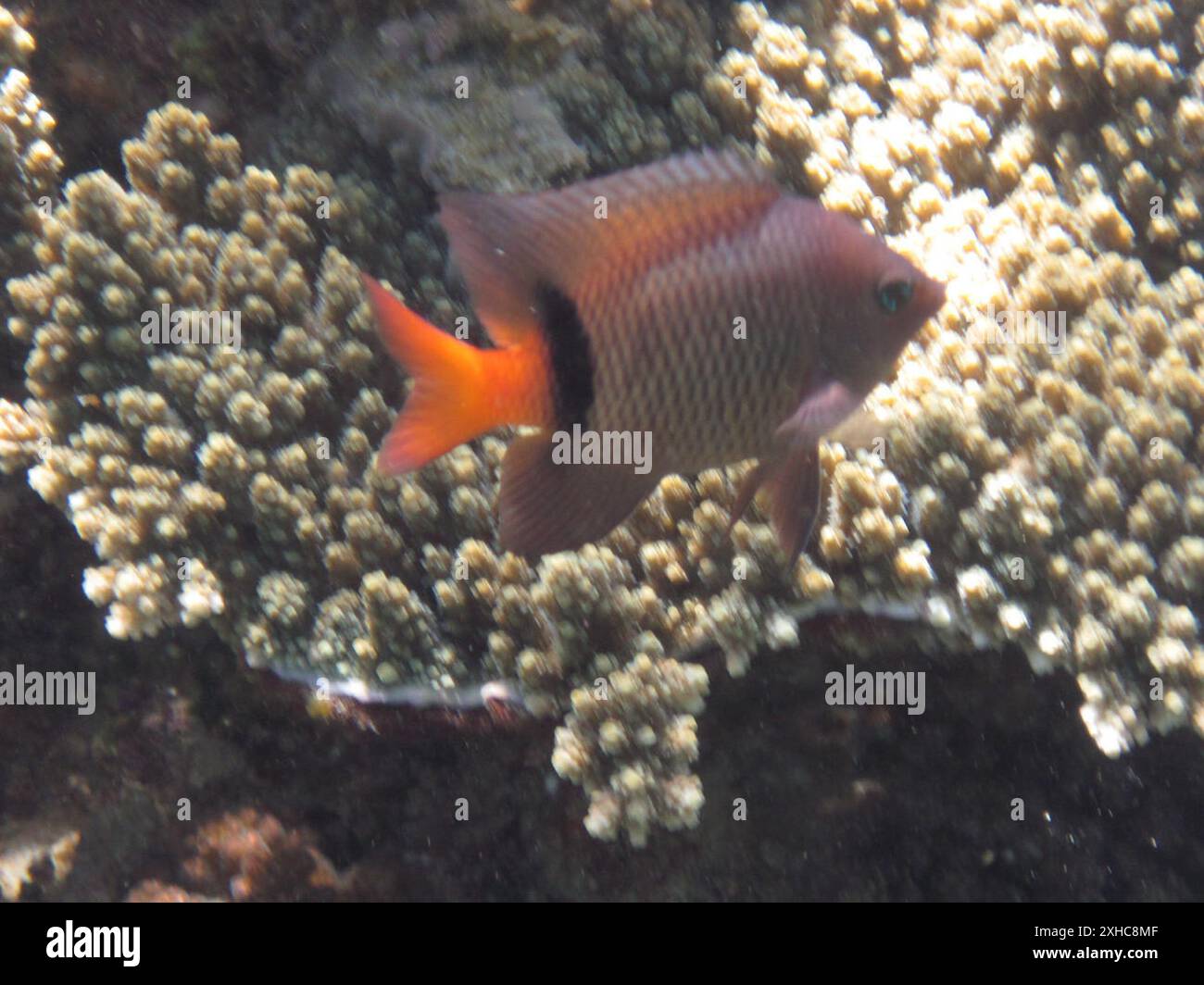 Blackbar Damselfish (Plectroglyphidodon dickii) Lighthouse - Island ...