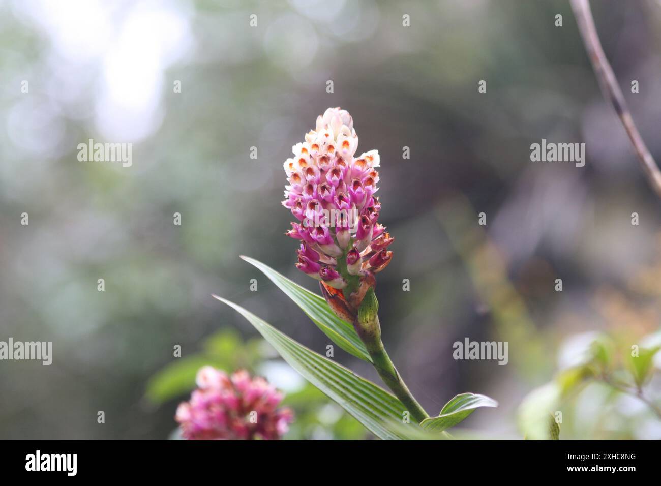 (Elleanthus) Machu Picchu Stock Photo - Alamy