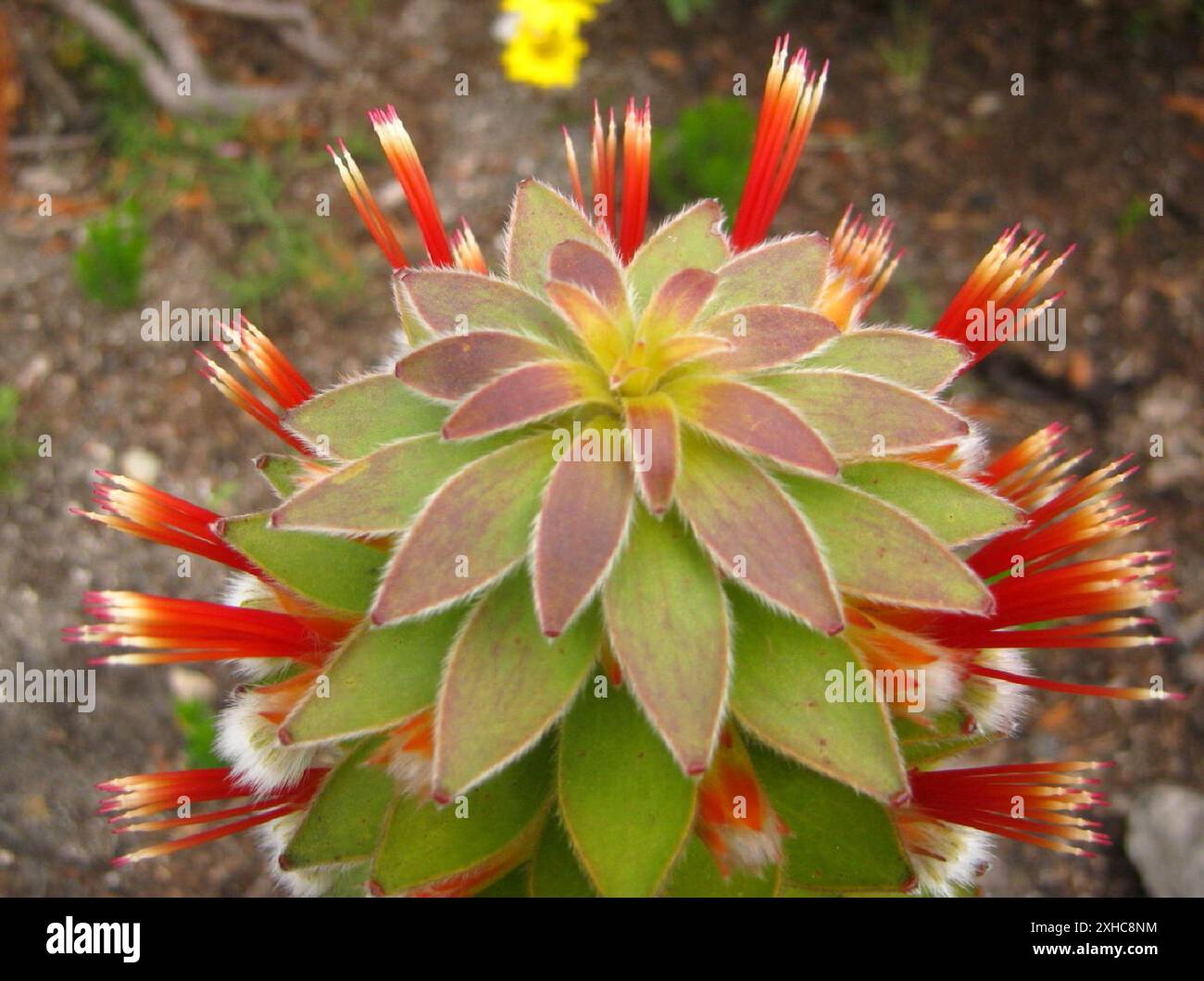 Marsh Pagoda-bush (Mimetes hirtus) Harold Porter Gardens Stock Photo ...