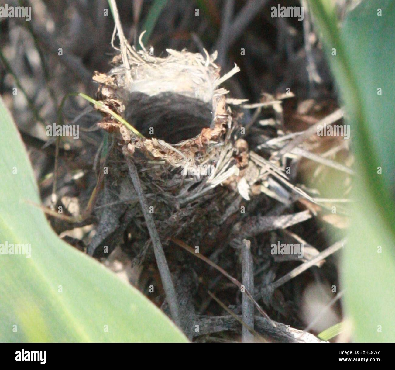 California Turret Spider (Atypoides riversi) Presidio, San Francisco ...