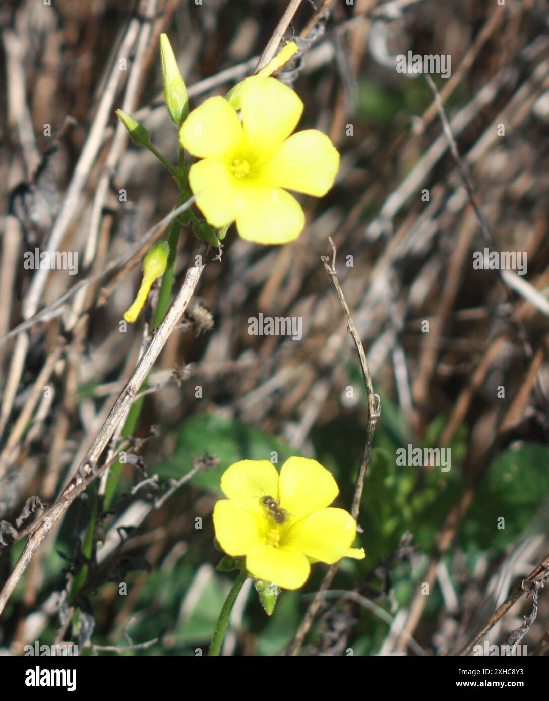 Bermuda buttercup (Oxalis pes-caprae) Daly City, California, United ...
