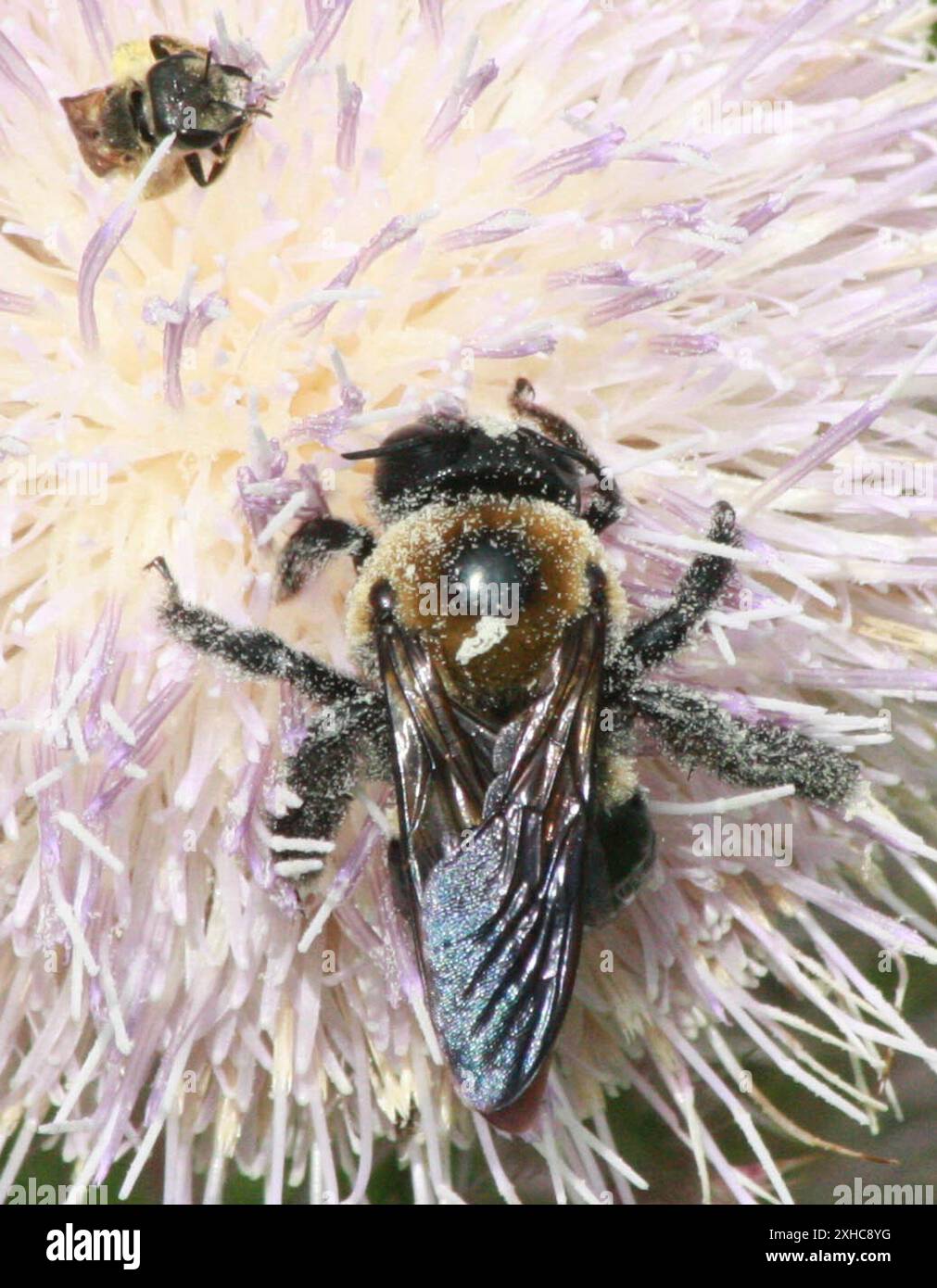 Eastern Carpenter Bee (Xylocopa virginica) New Orleans, Louisiana ...