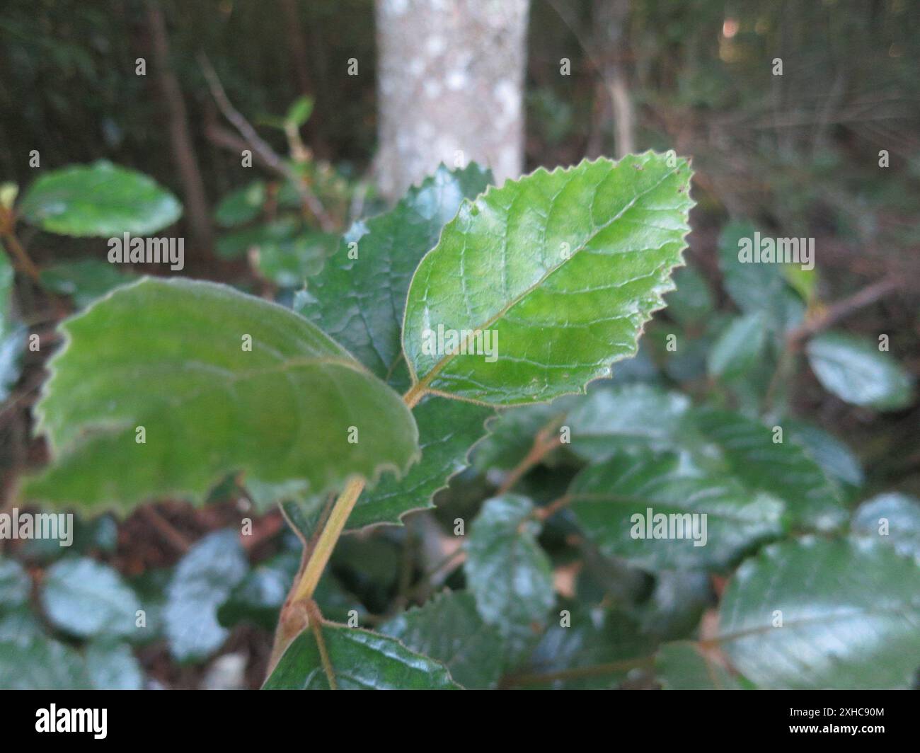 Assegai tree hi-res stock photography and images - Alamy