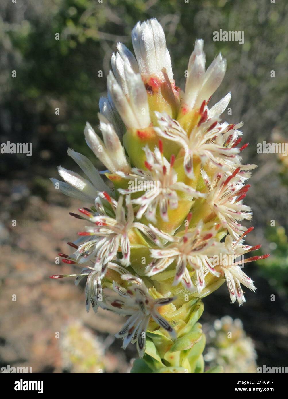 Honeyscent Sceptre (Paranomus roodebergensis) Rooiberg Pass on the ...
