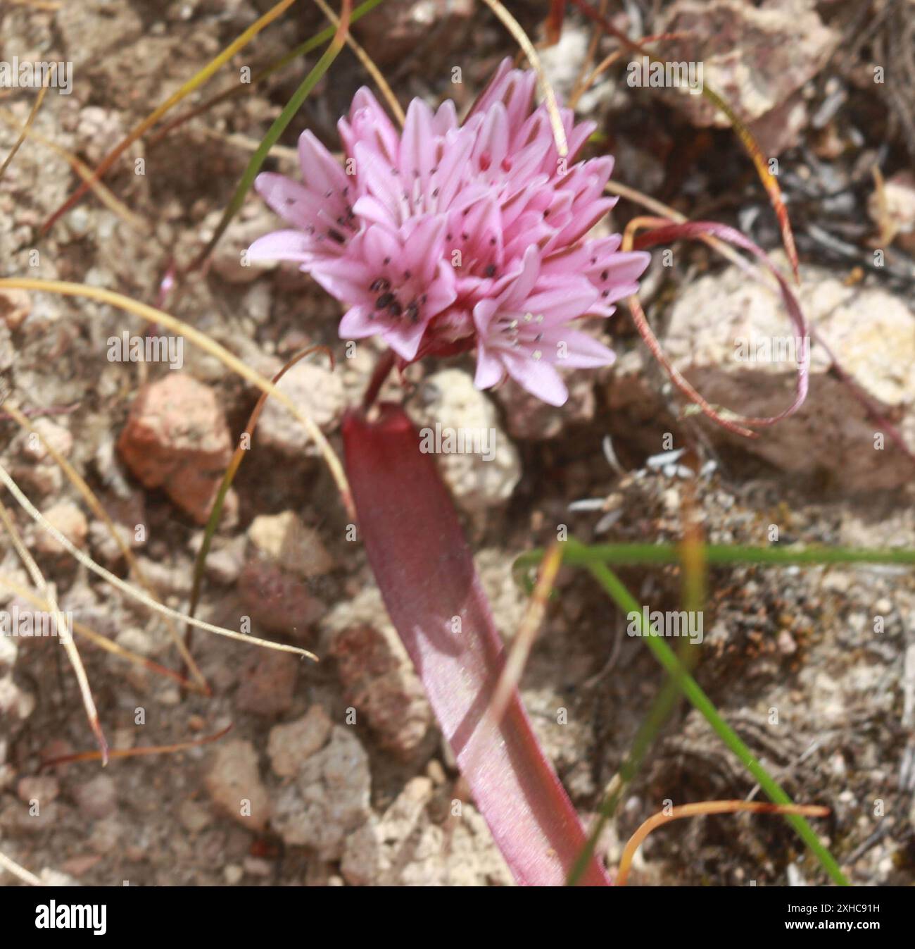 Cascade onion (Allium cratericola) California, United States Stock ...