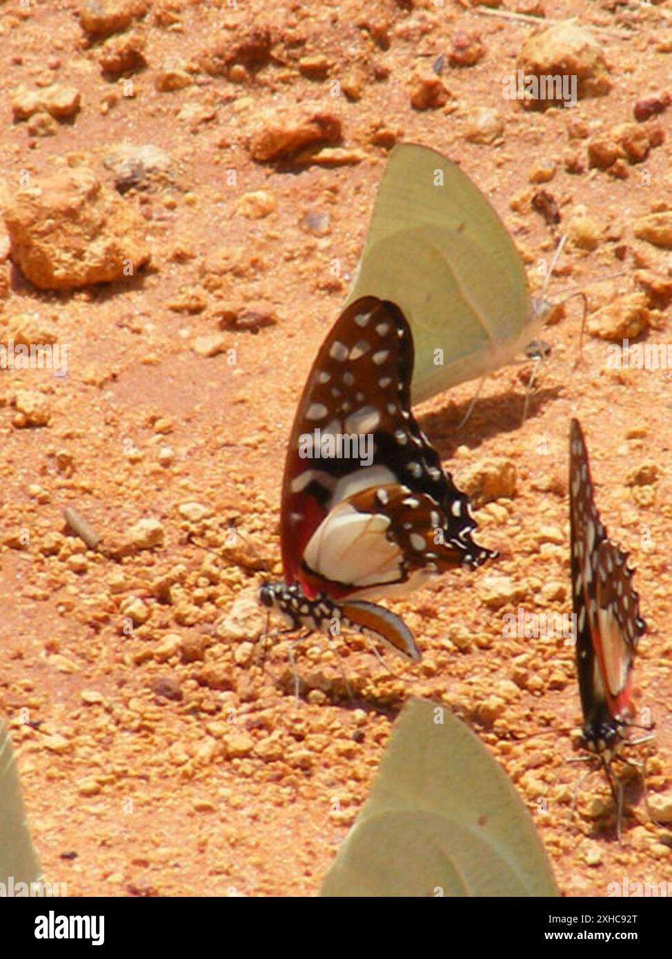 Southern Angola White Lady (Graphium angolanus angolanus) EN1 ...