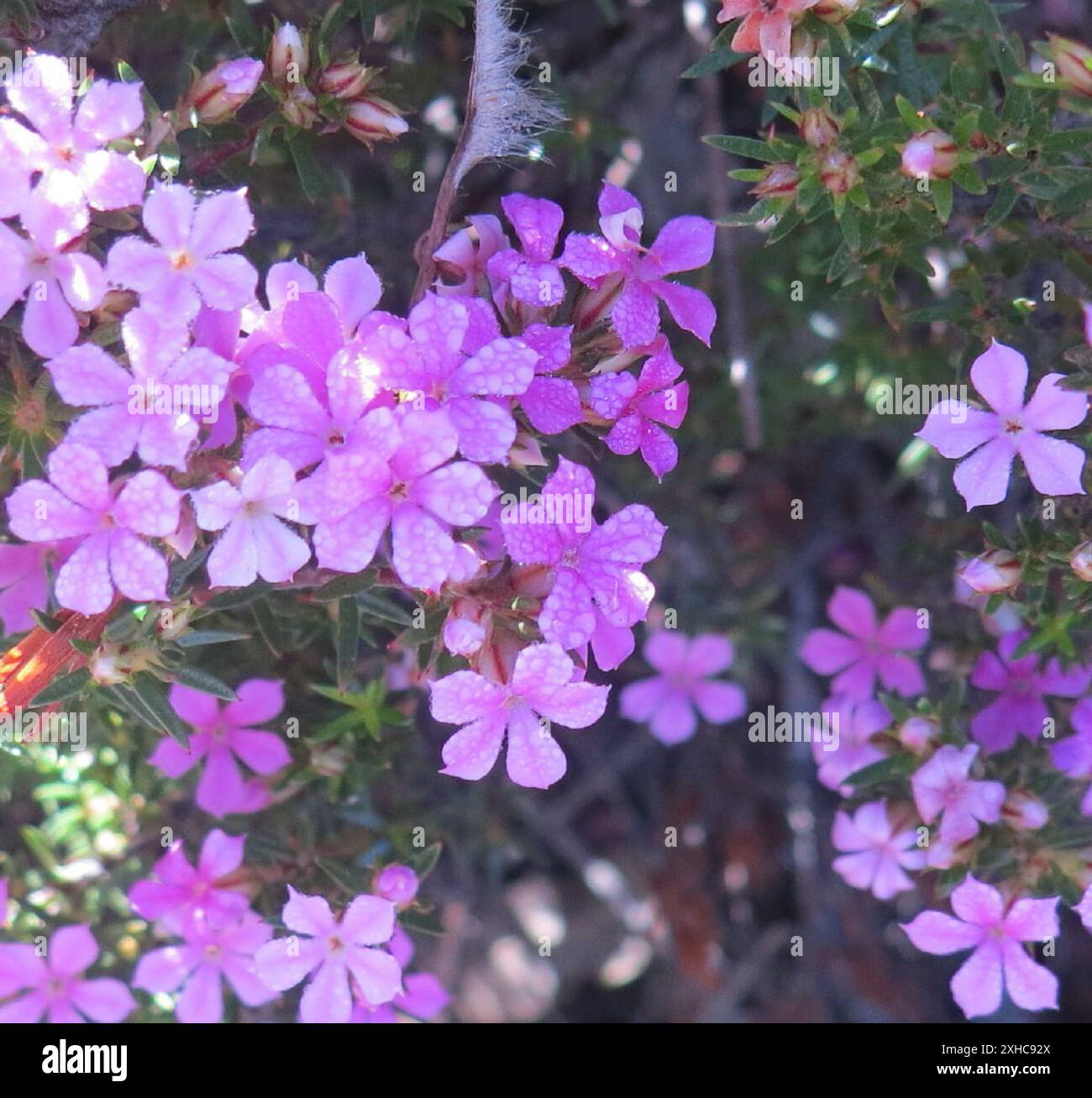 Blackspot Porcelainflower (Acmadenia maculata) On the jeep track from ...