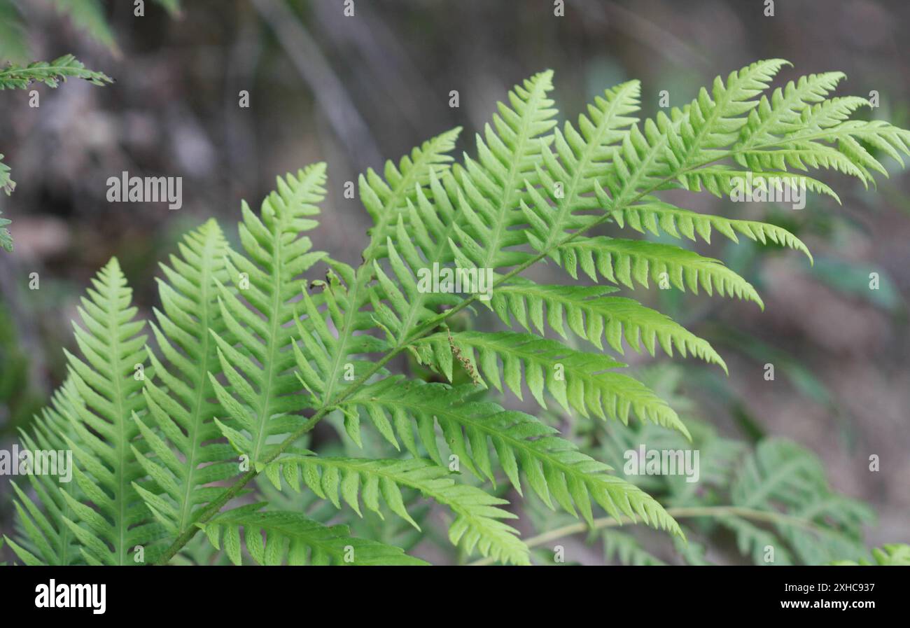 giant chain fern (Woodwardia fimbriata) Calistoga, California, United ...