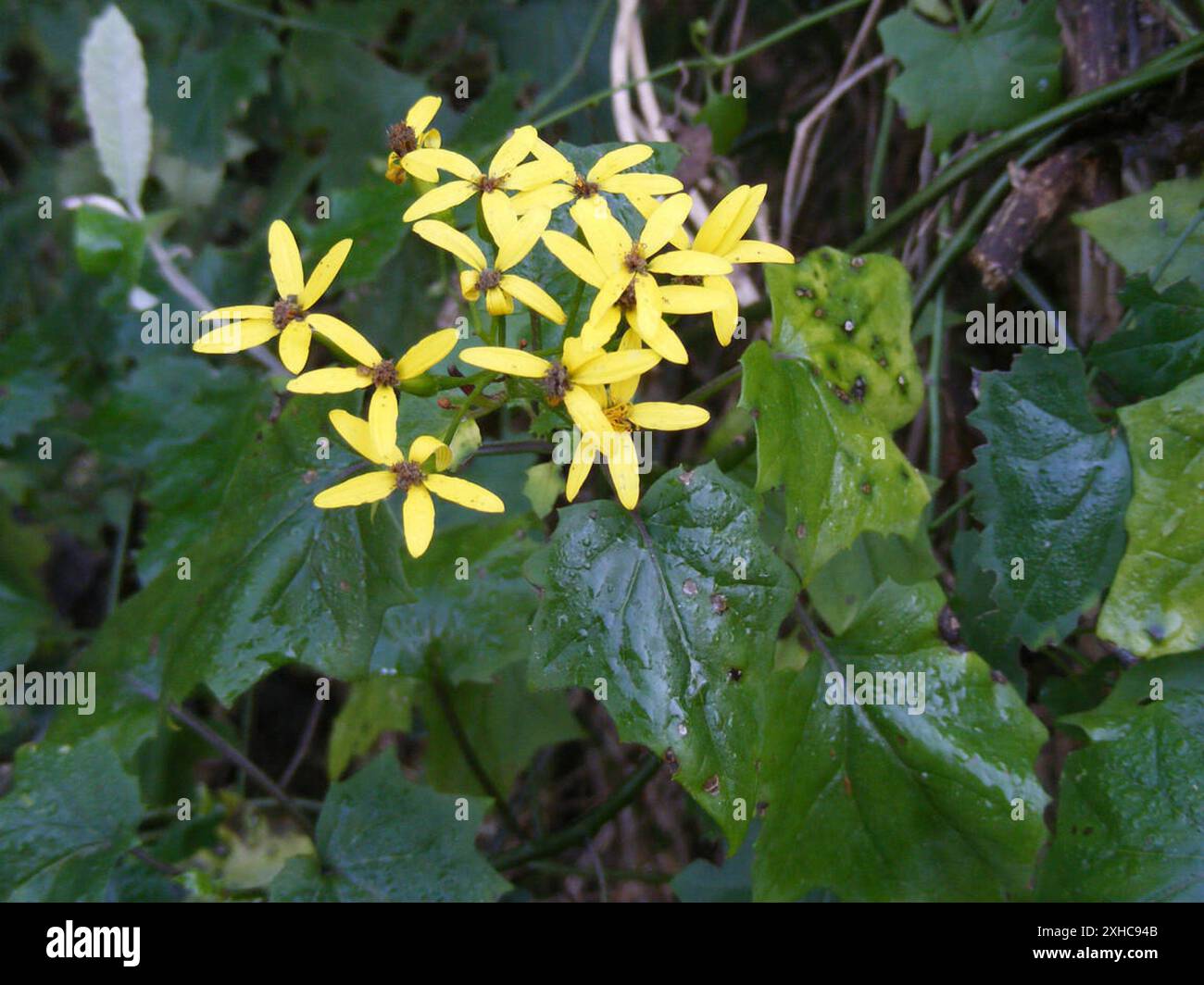 Canary creeper (Senecio tamoides) Kingfisher St, St Lucia: St Lucia ...