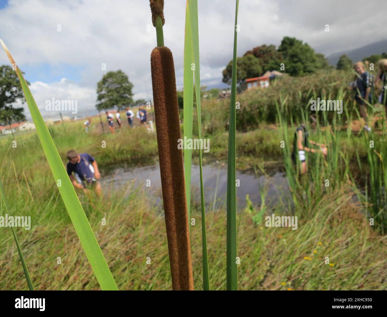 Cape Bulrush (Typha capensis) Glenwood House Wetland Stock Photo - Alamy
