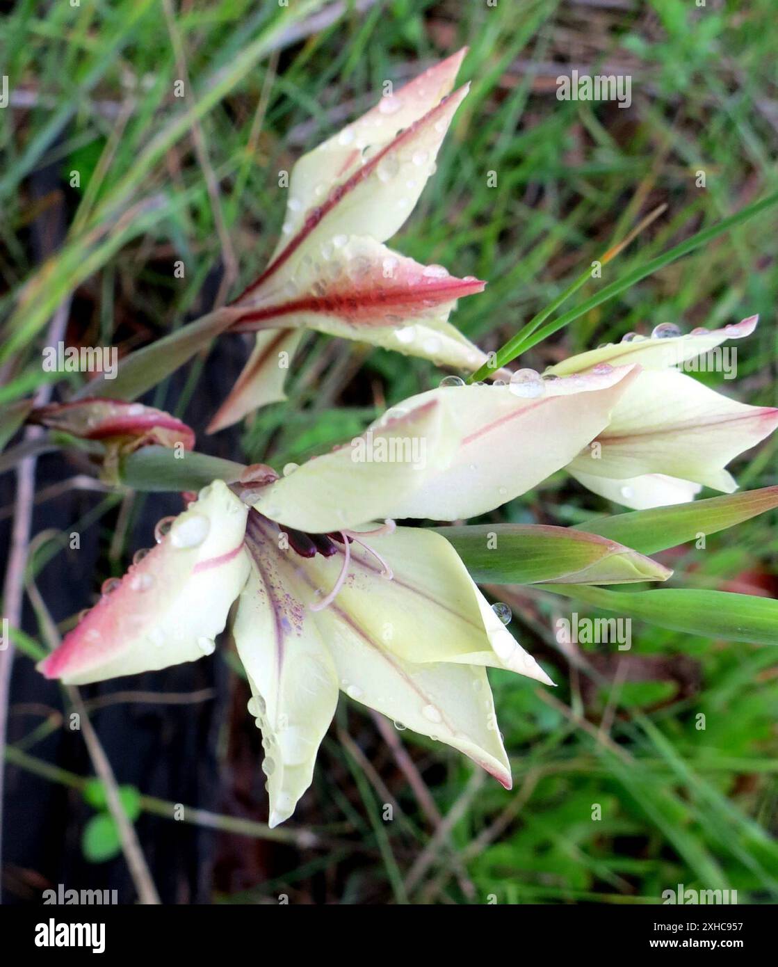 Common Swordlily (Gladiolus floribundus) Cloud Nine in Sedgefield Stock ...