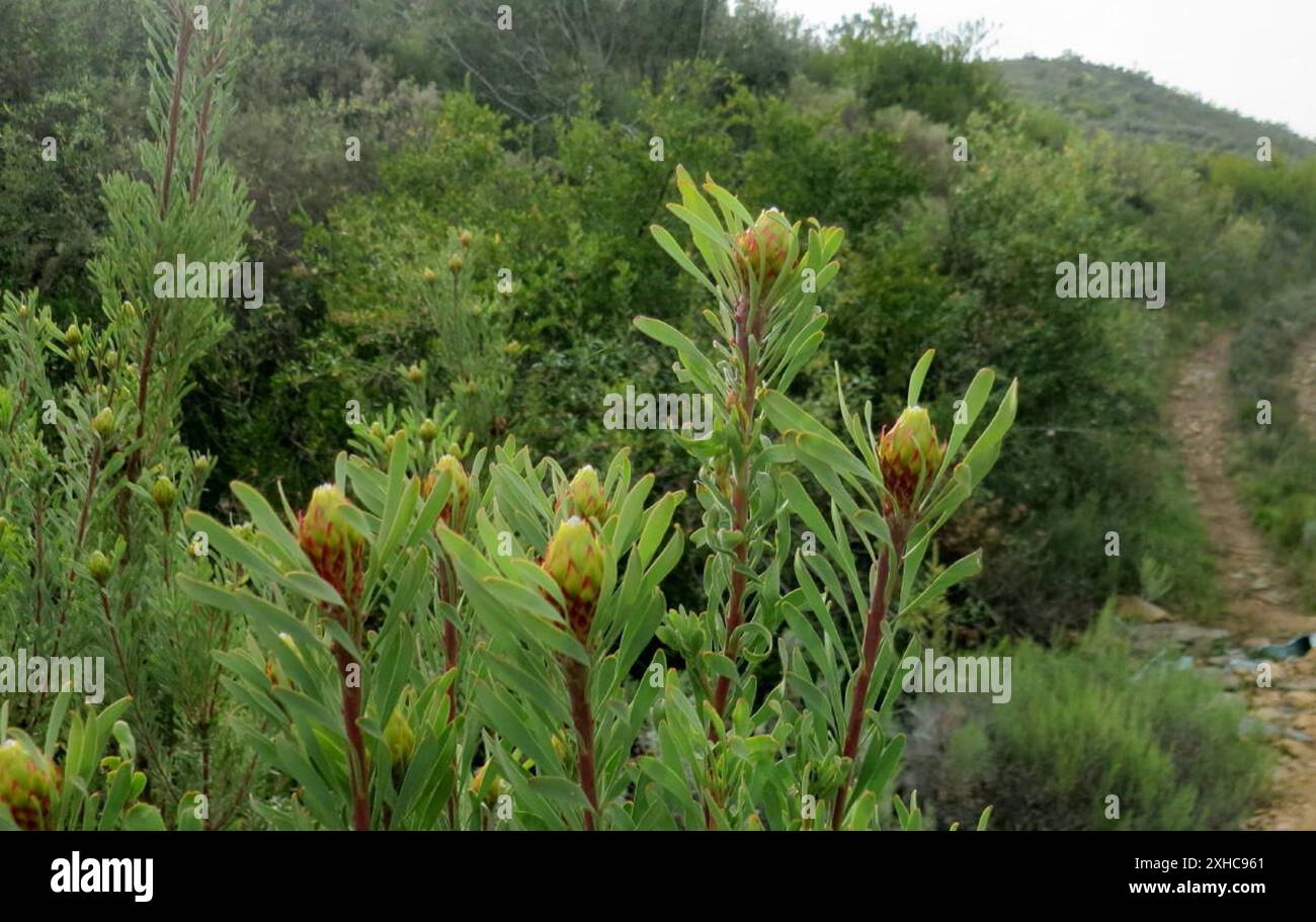 Spinning-top Conebush (Leucadendron rubrum) On the jeep track from ...