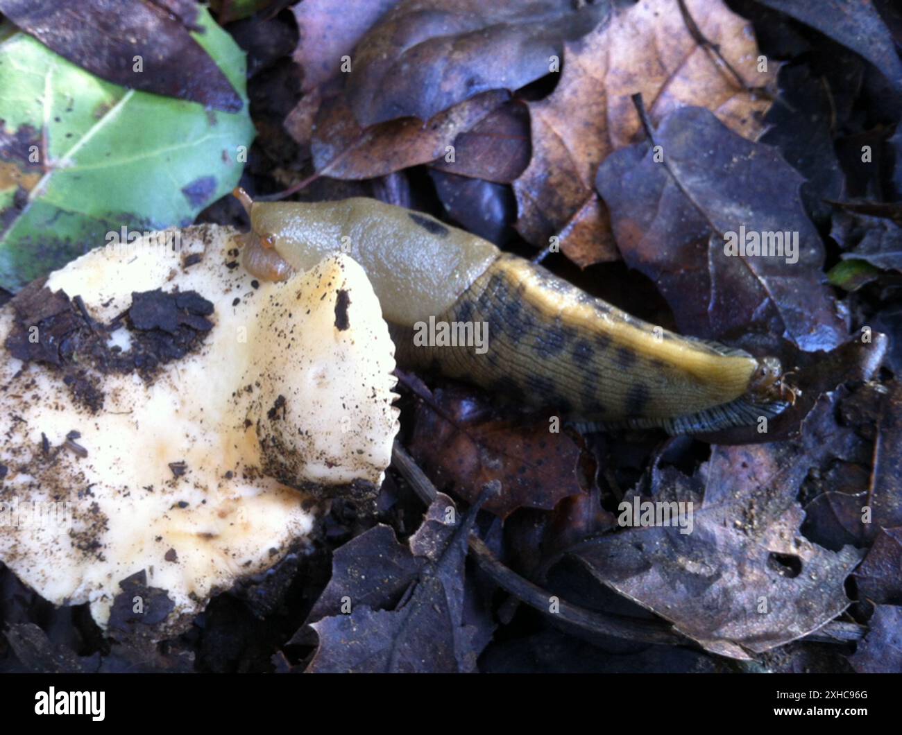 Sarah madera hi-res stock photography and images - Alamy