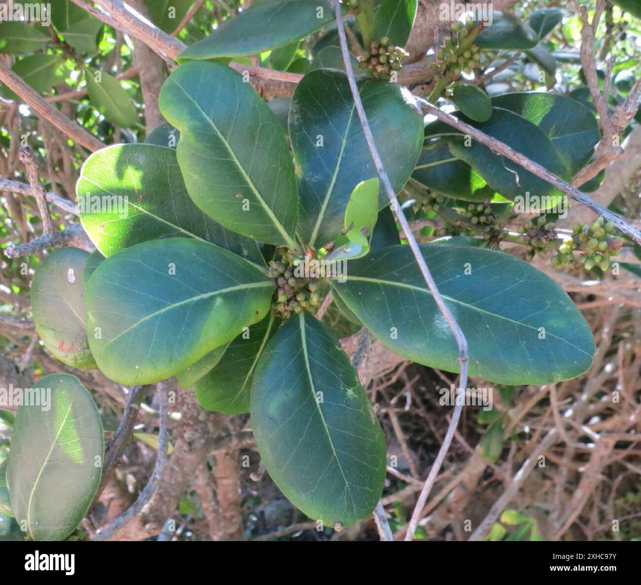 Southern White Milkwood (Sideroxylon inerme inerme) Coney Glen Stock ...