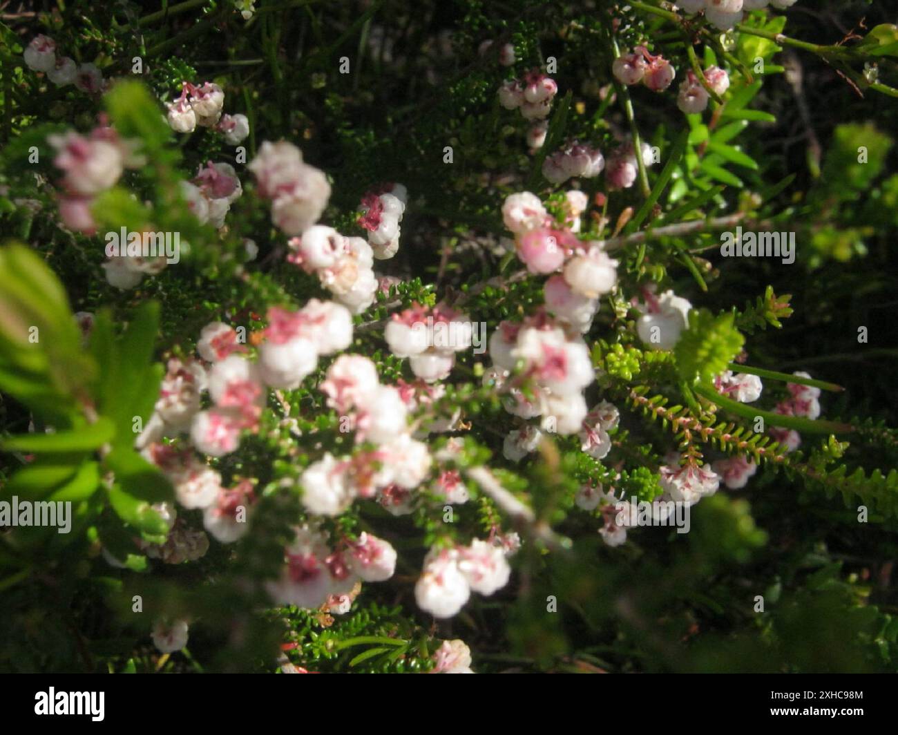 Erica formosa hi-res stock photography and images - Alamy