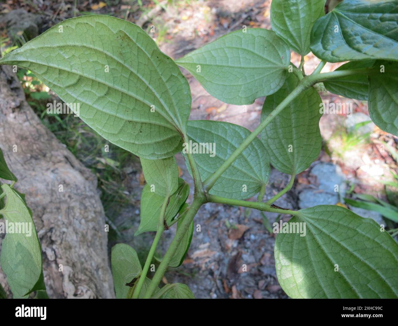 (Piper capense capense) Strawberry Hill Fern Trail Stock Photo - Alamy