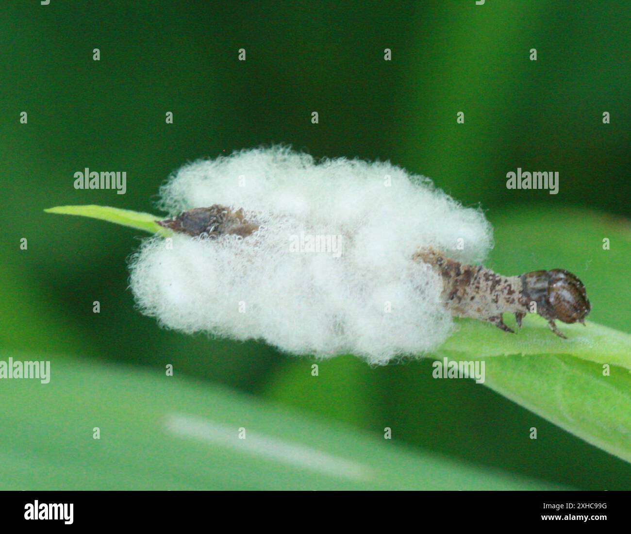 Ants, Bees, Wasps, and Sawflies (Hymenoptera) New Orleans, Louisiana ...
