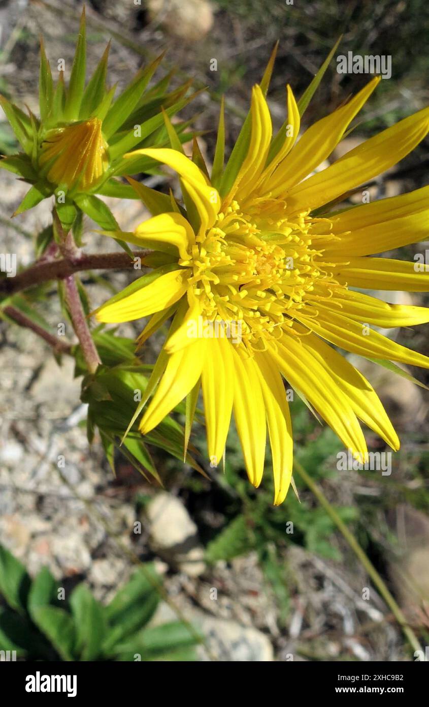 Giant Capethistle (Berkheya armata) Klein Drakenstein Mts above Olive ...