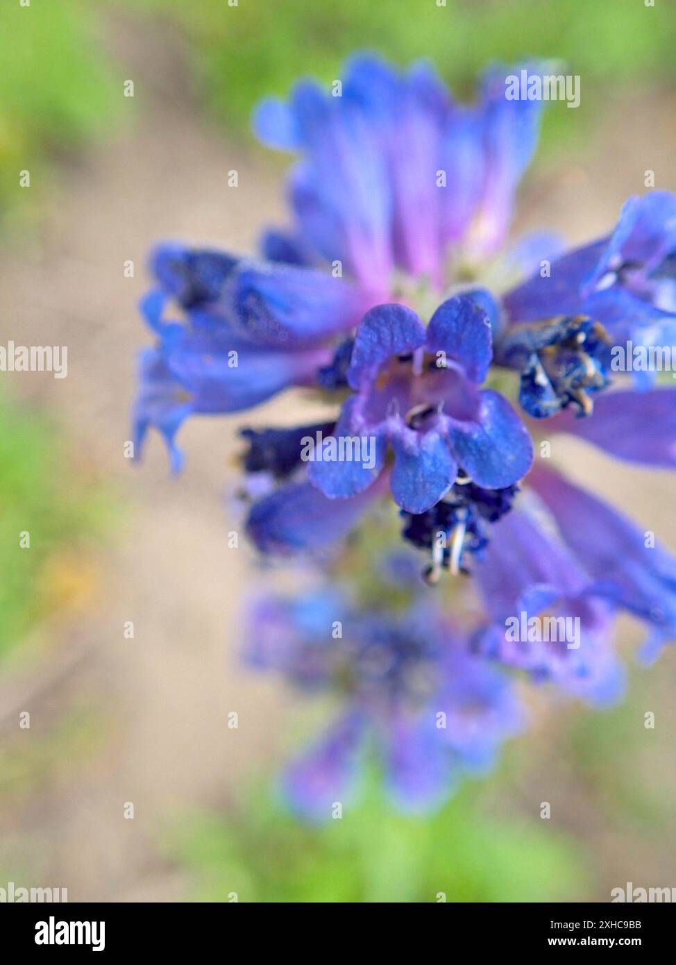 (Penstemon) Bogus Basin, Boise National Forest Stock Photo - Alamy