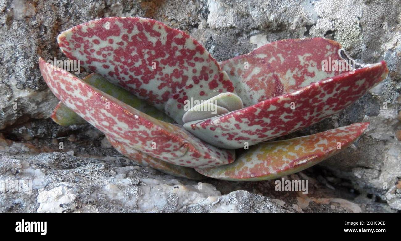 propeller plant (Crassula perfoliata falcata) Tokoloshe Cave on the ...