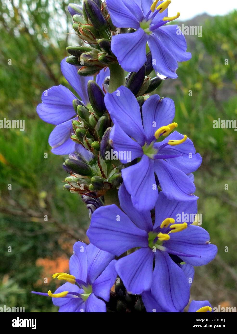 Klein drakenstein hi-res stock photography and images - Alamy