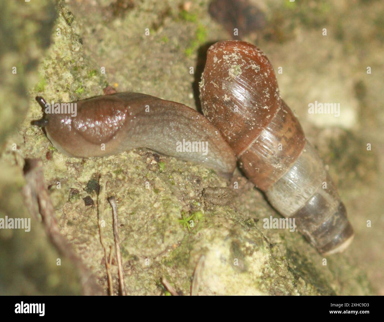 Gagates hi-res stock photography and images - Alamy