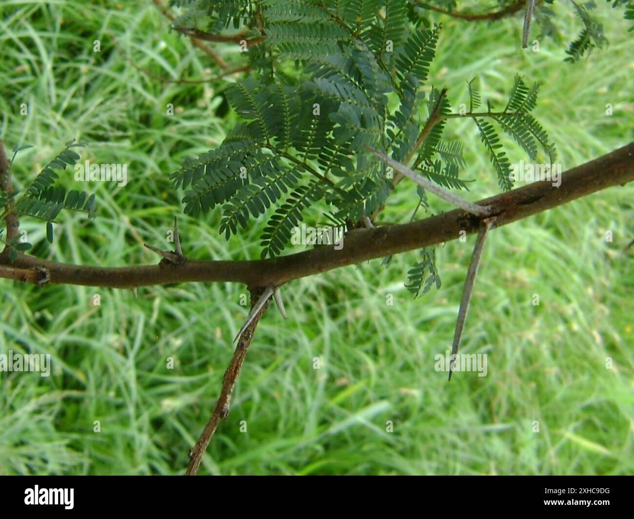 Roodeplaat hi-res stock photography and images - Alamy