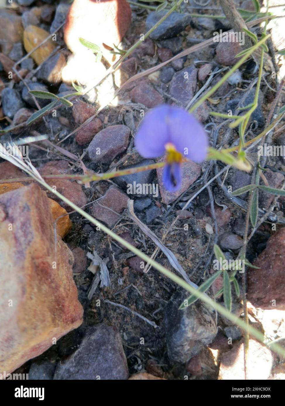 (Lotononis filiformis) At the top of Tierkloof in the Gamkaberg Nature ...
