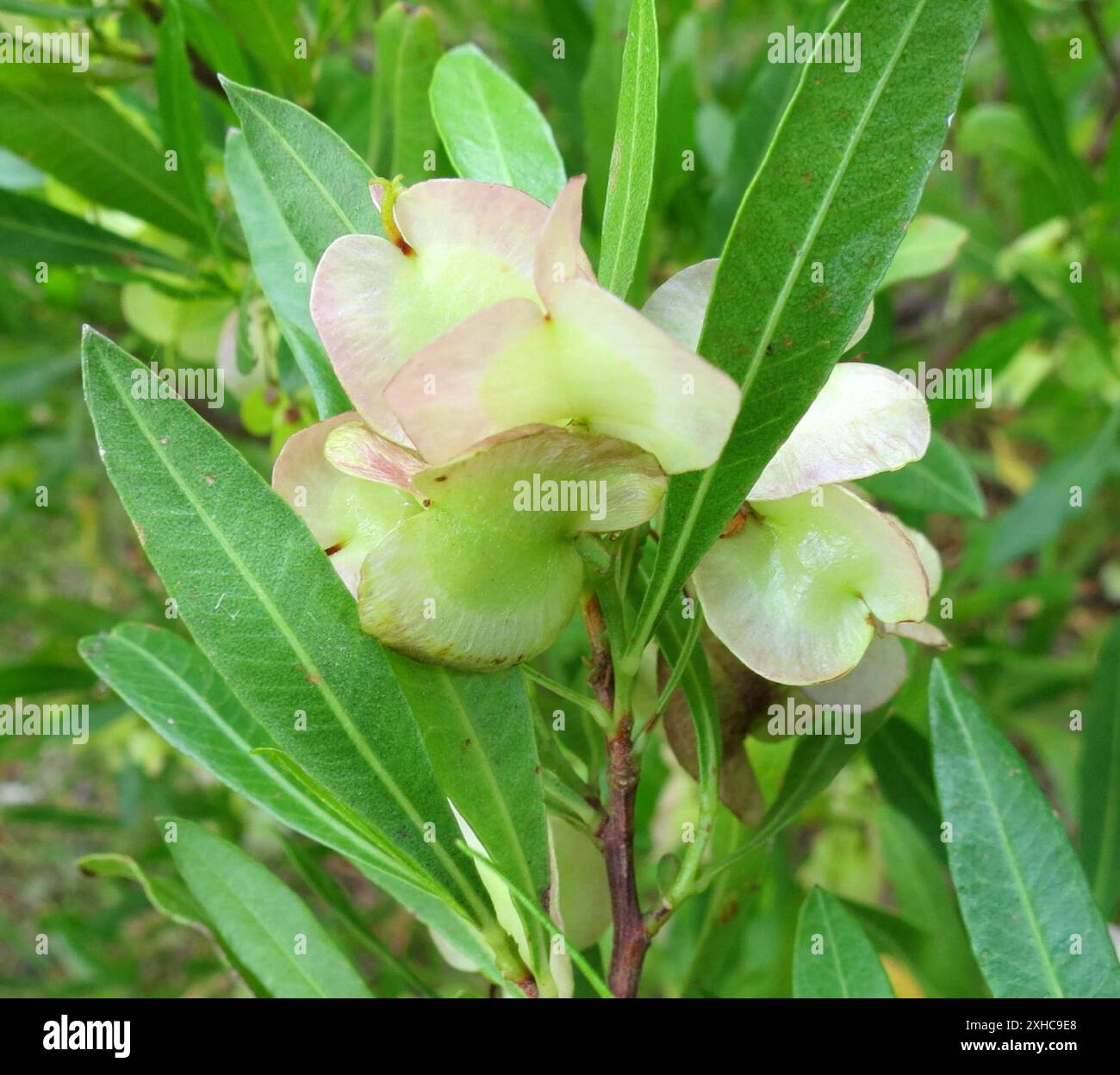 narrow-leaf hopbush (Dodonaea viscosa angustifolia) Elandsriver Hike in ...