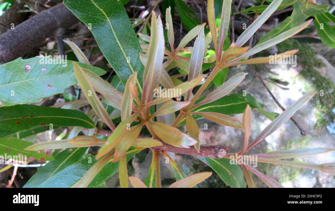 Brabejum hi-res stock photography and images - Alamy