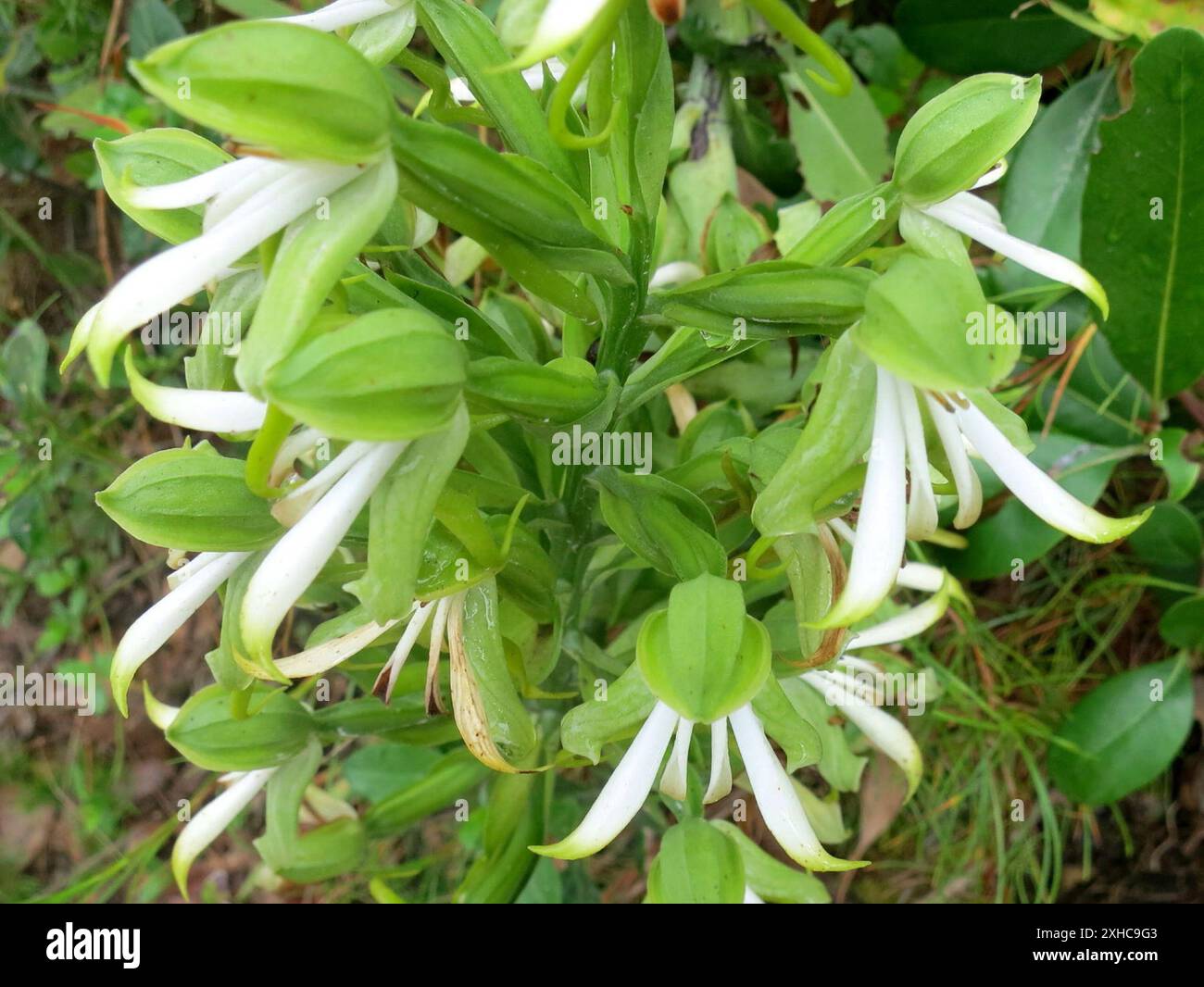 Bonatea speciosa hi-res stock photography and images - Alamy