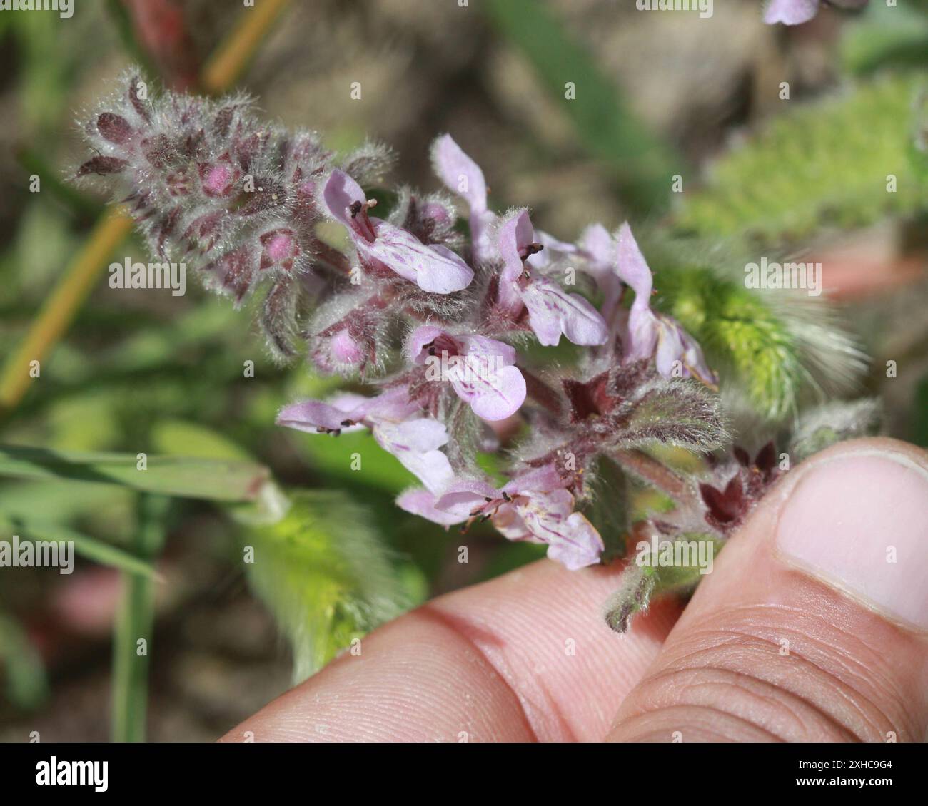 Stachys ajugoides hi-res stock photography and images - Alamy