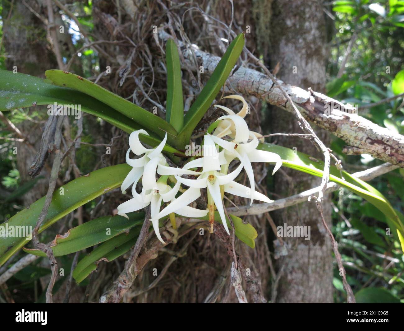 (Cyrtorchis arcuata arcuata) Strawberry Hill Fern Trail: On the drier ...