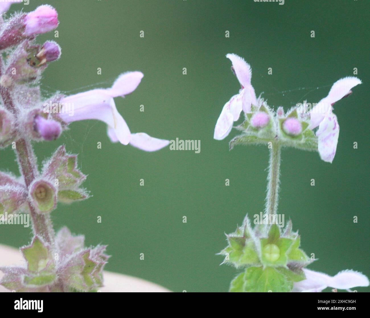 Rough Hedgenettle (Stachys rigida) devil's slide pacifica Stock Photo ...