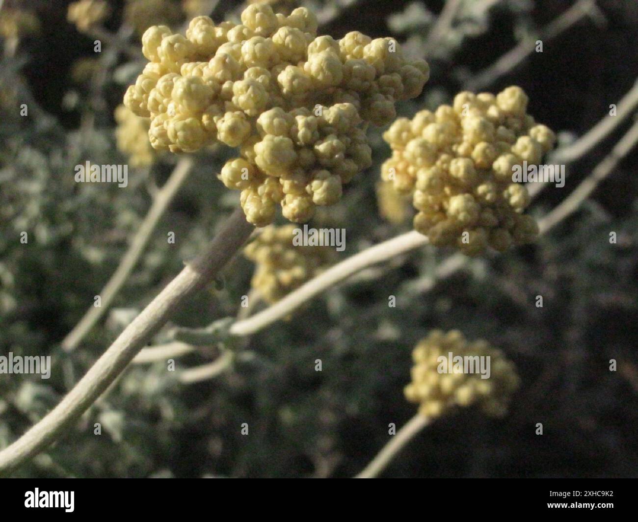 Honey Everlasting (Helichrysum patulum) Dune Molerat Reserve Stock ...