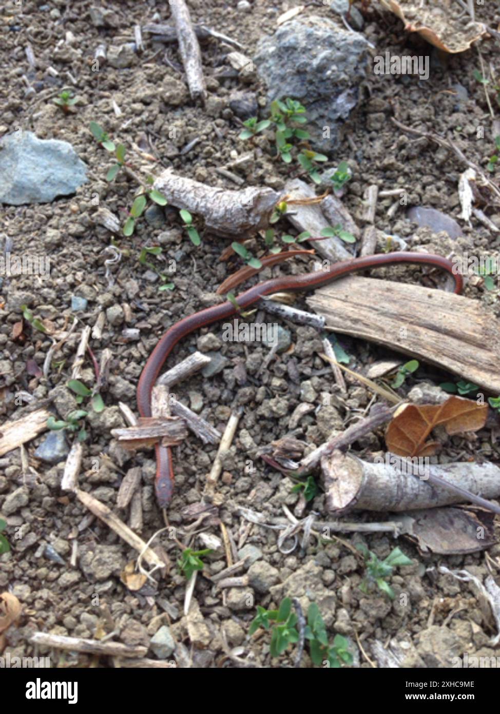 Contia tenuis hi-res stock photography and images - Alamy