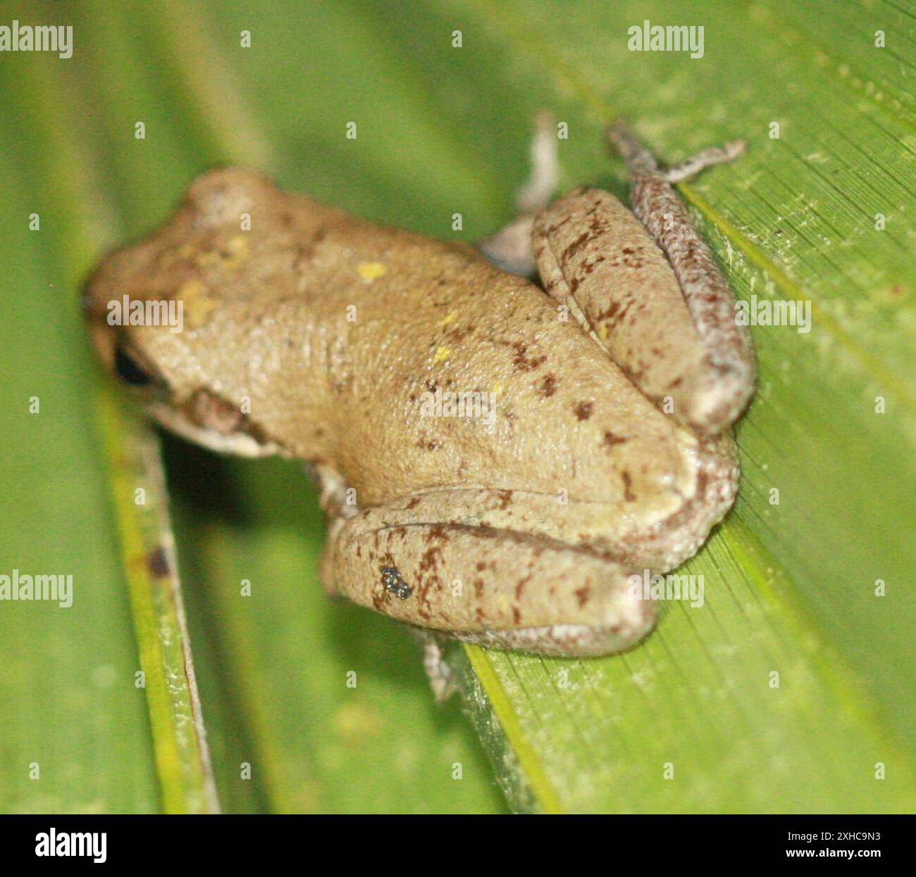 Squirrel Treefrog (Hyla squirella) Crown Point, Louisiana, United ...
