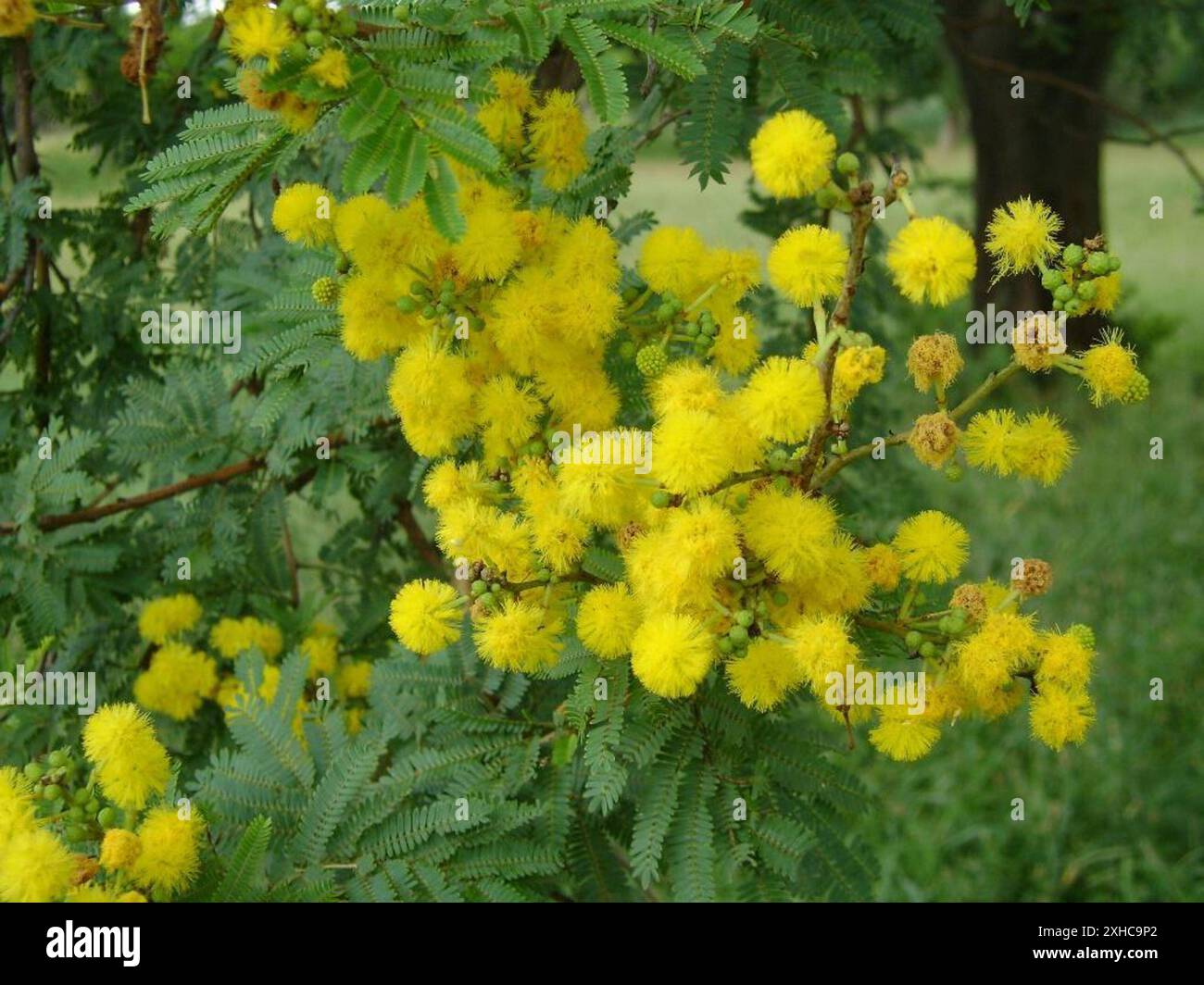 Roodeplaat hi-res stock photography and images - Alamy