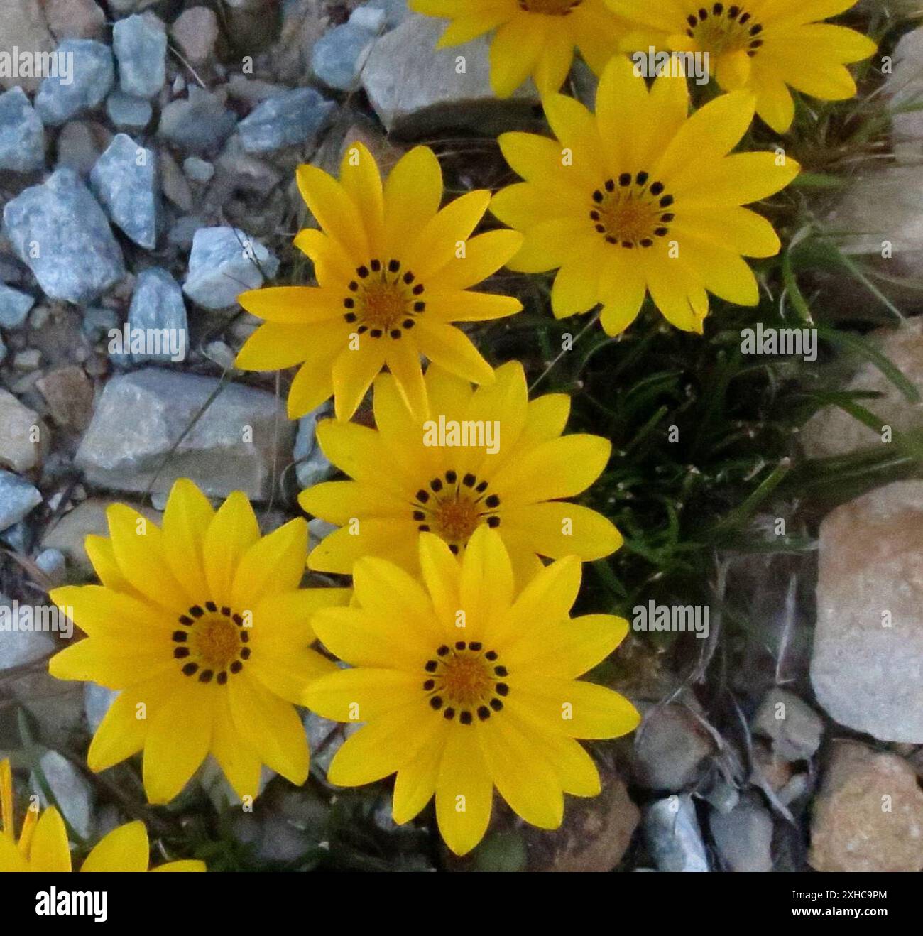 Butter Flower (Gazania krebsiana krebsiana) Buffelsdrift Road in the ...