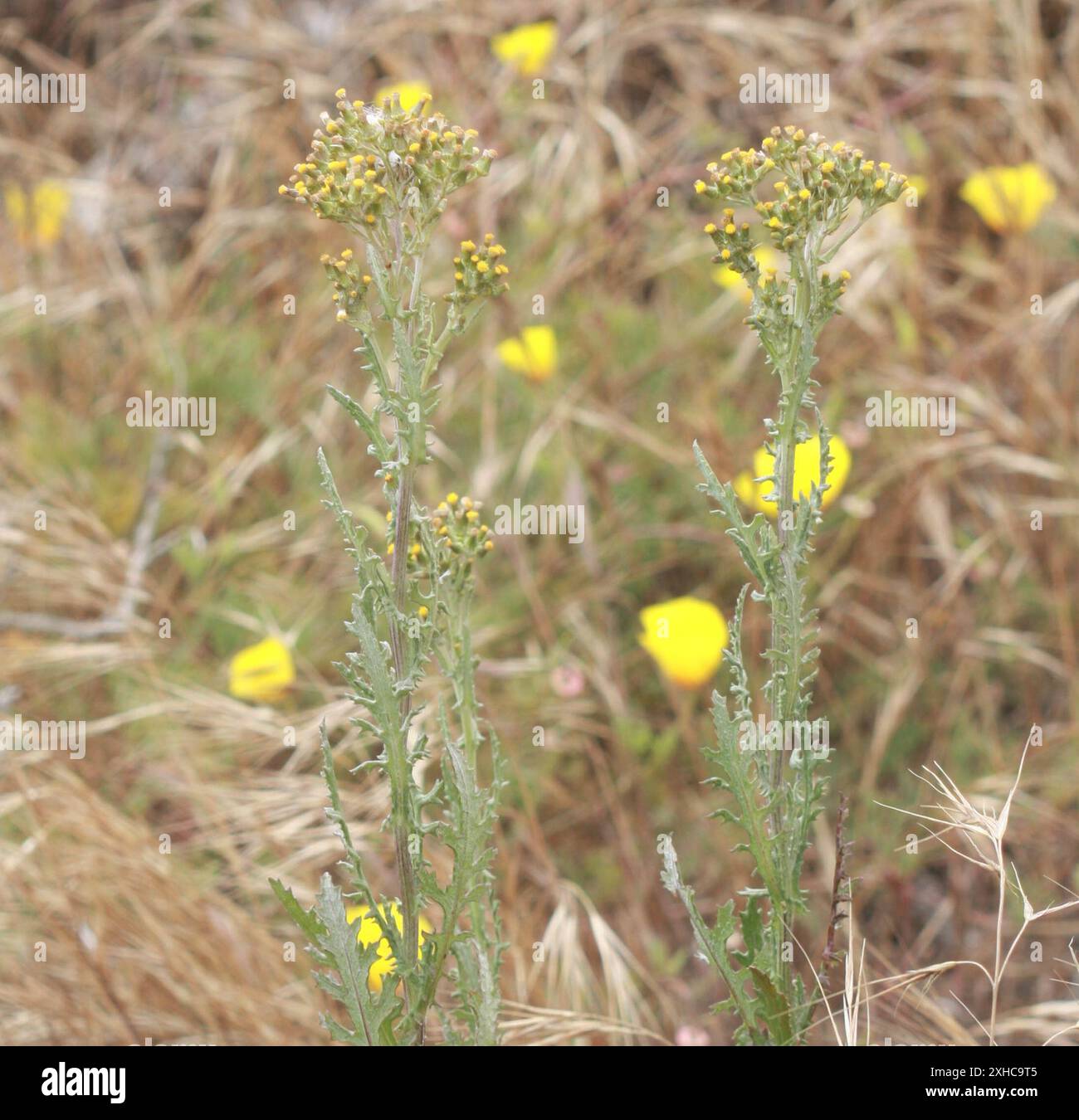 Cutleaf burnweed (Senecio glomeratus) Abbott's lagoon Stock Photo - Alamy